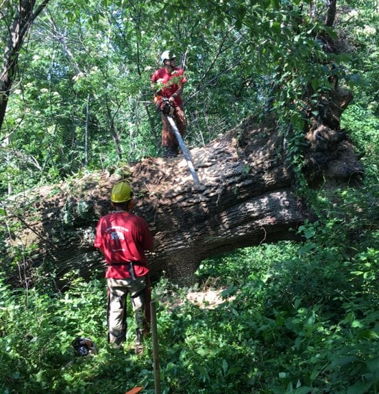 Penn National Event to Showcase Items Crafted from Historic Oak Tree ...